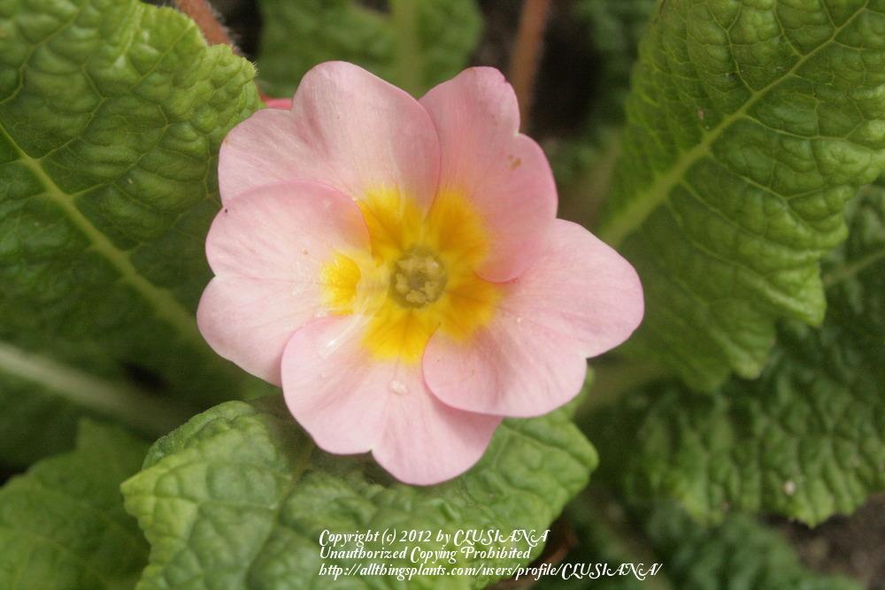 Primrose (Primula vulgaris subsp. vulgaris 'Candy Pinks') in the ...