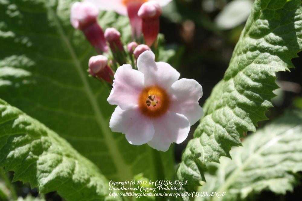 Japanese Primrose (Primula japonica 'Apple Blossom') in the Primroses ...
