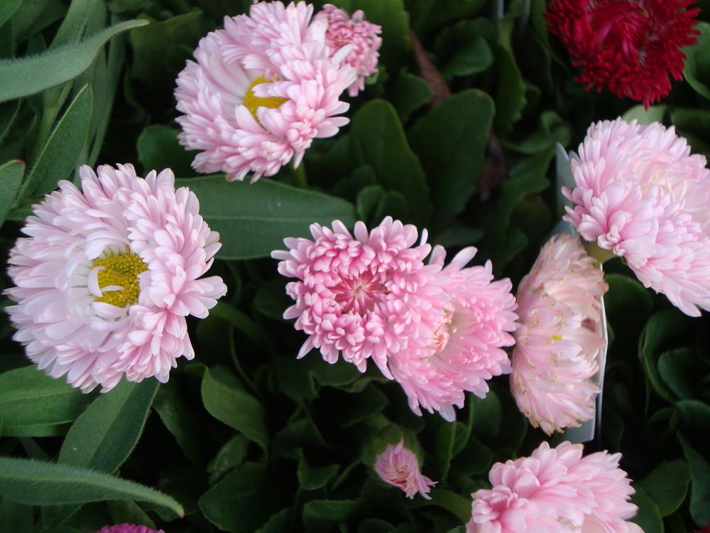 Photo of the bloom of English Daisy (Bellis perennis 'Robella') posted ...