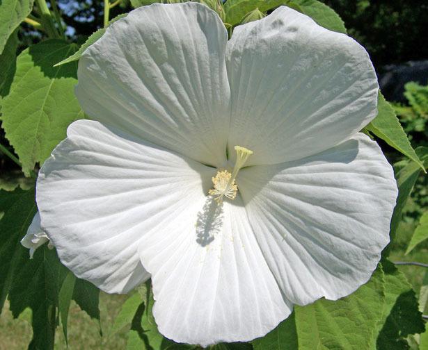 Beloved Around the World: the Hibiscus - Garden.org