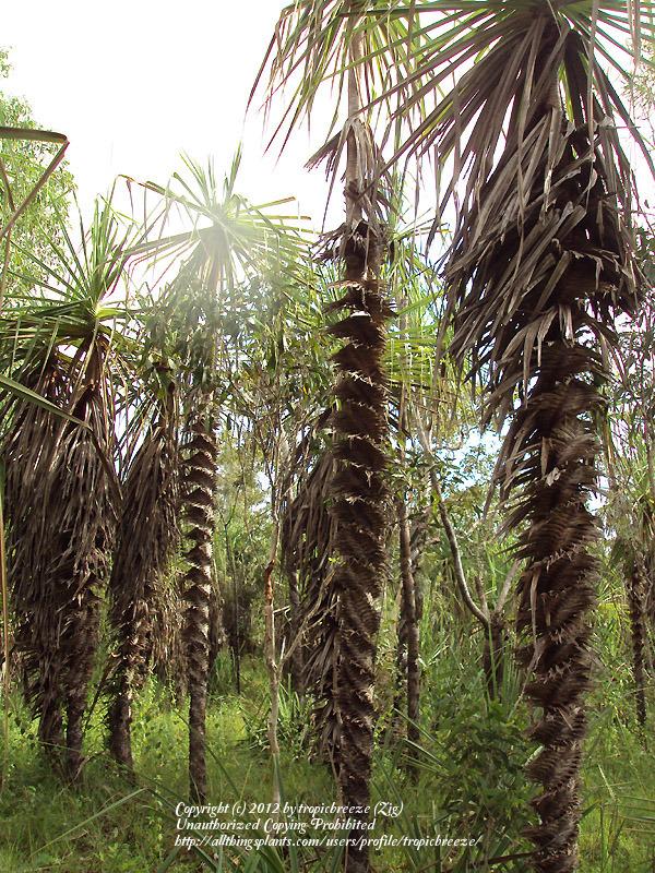 Photo of the entire plant of Screw Pine (Pandanus spiralis) posted by ...