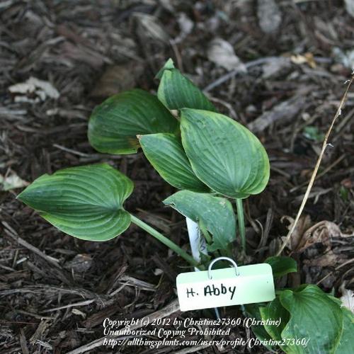 Hosta 'Abby' in the Hostas Database - Garden.org