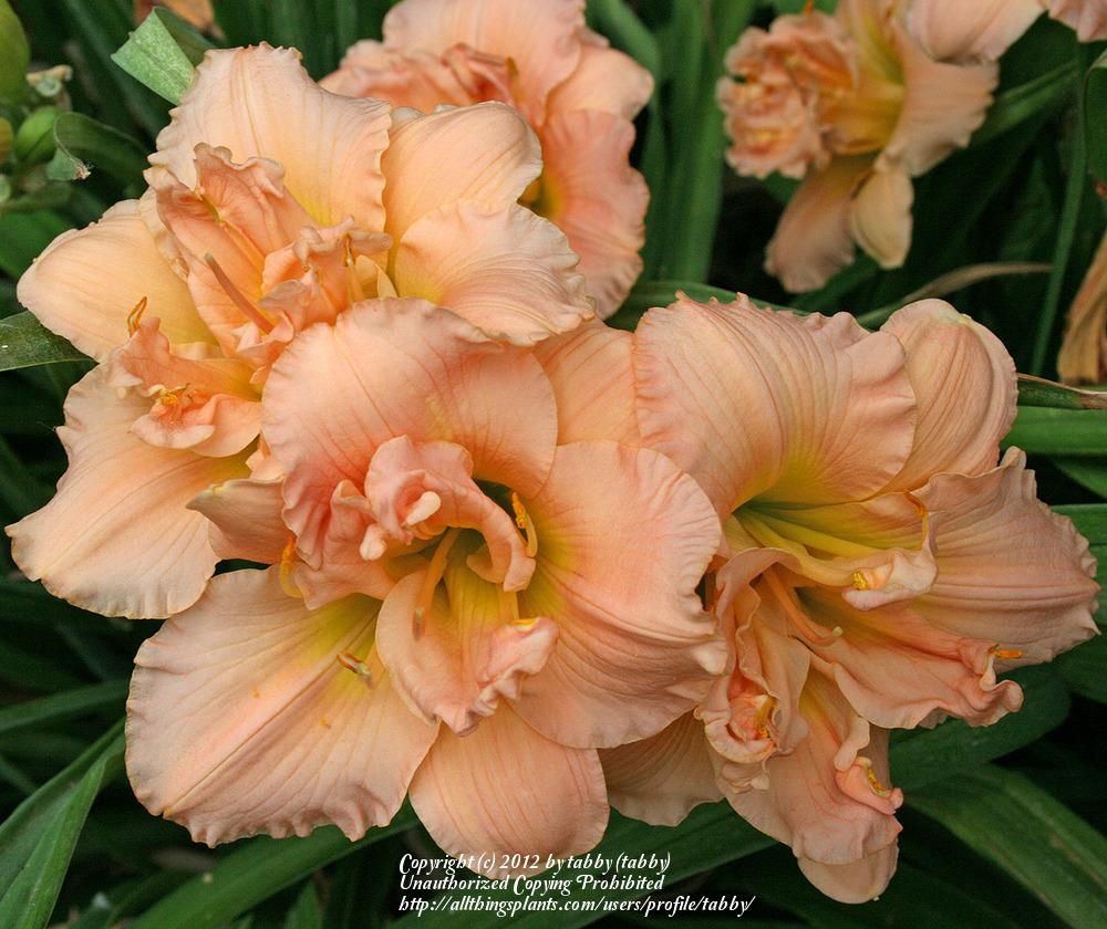 Daylily (Hemerocallis 'Siloam Double Classic') in the Daylilies ...