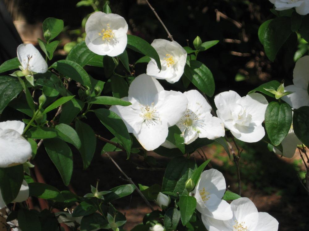 Mock Oranges: Plant Care and Collection of Varieties - Garden.org