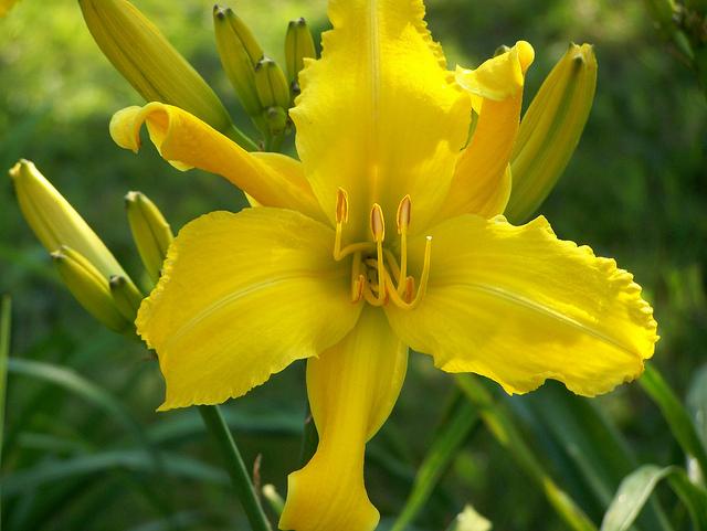 Daylily (Hemerocallis 'Banana Buds') in the Daylilies Database - Garden.org