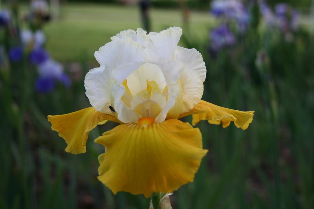 Tall Bearded Iris (Iris 'Neutron Dance') in the Irises Database ...