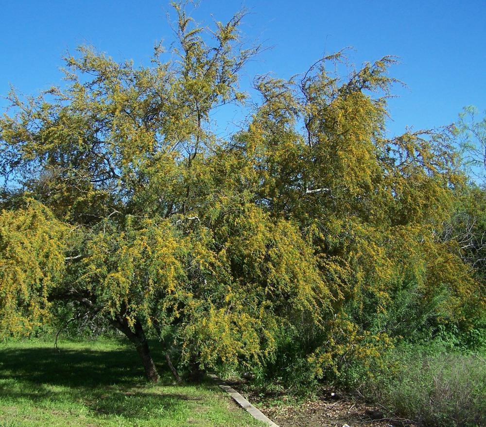 Photo of the entire plant of Texas Huisache (Acacia smallii) posted by ...