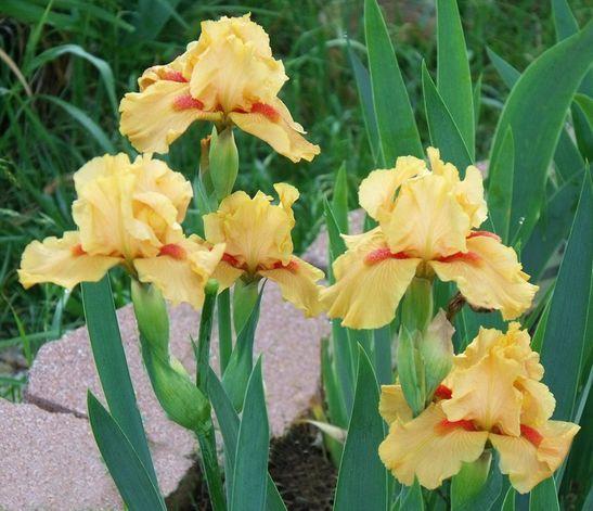 Photo of the bloom of Intermediate Bearded Iris (Iris 'Season Ticket ...