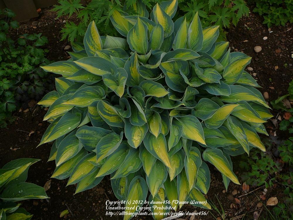 Photo of the entire plant of Hosta 'June' posted by duane456 - Garden.org