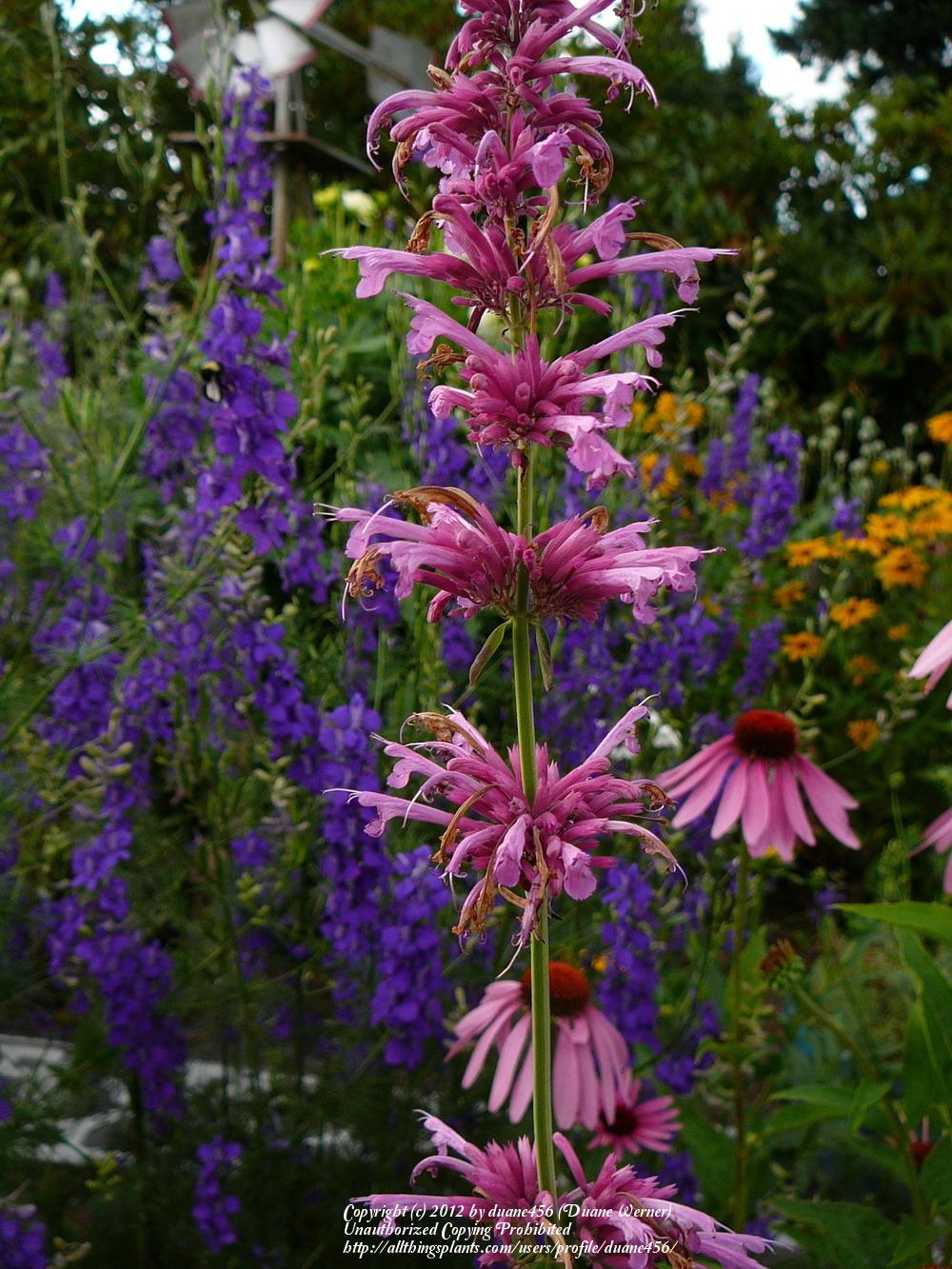 Wild Hyssop (Agastache cana 'Heather Queen') in the Anise Hyssops ...