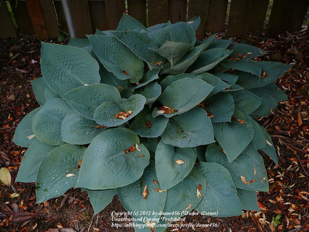 Photo of the entire plant of Hosta 'Blue Mammoth' posted by duane456 ...
