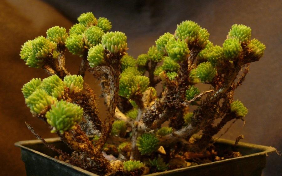 Miniature Joshua Tree (Sedum multiceps) in the Sedums Database - Garden.org
