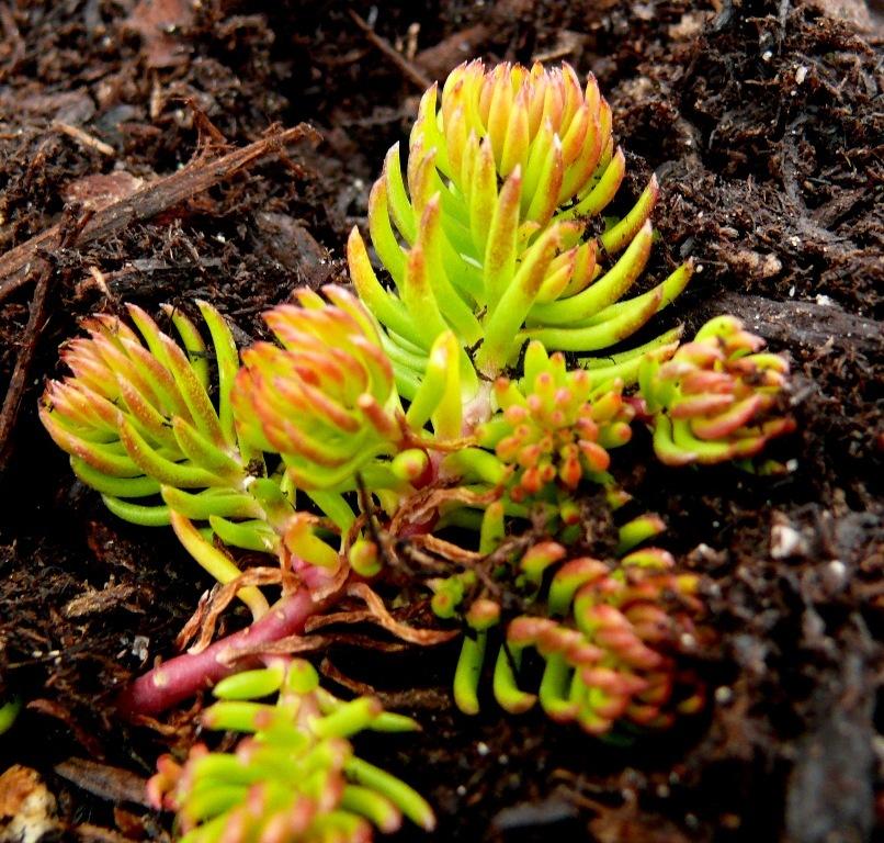 Sedum (Petrosedum rupestre subsp. rupestre 'Angelina') - Garden.org