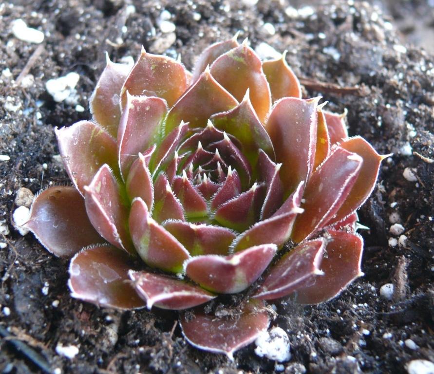 Photo of the entire plant of Job's Beard (Sempervivum heuffelii 'Torrid ...
