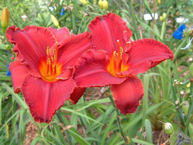 Photo of the bloom of Daylily (Hemerocallis 'Forestlake Ruby Ruffles ...