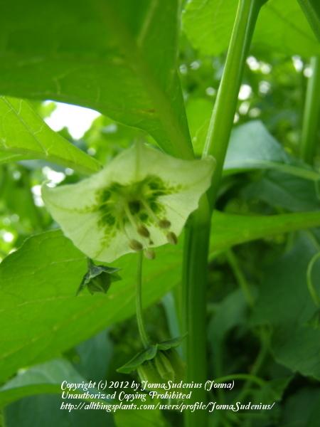Creeping False Holly (Jaltomata procumbens) - Garden.org