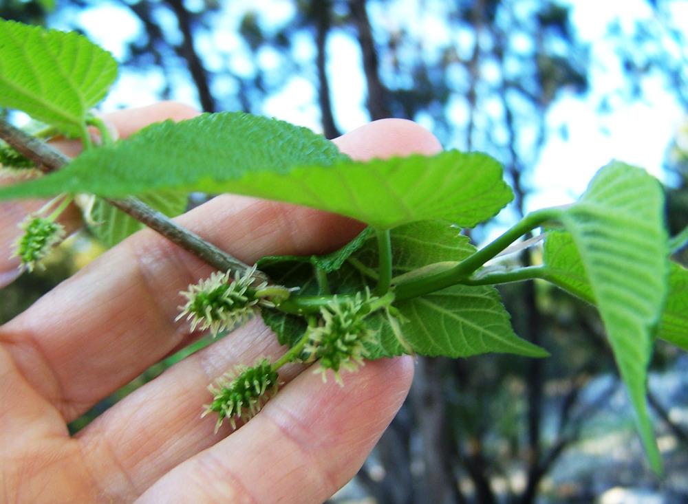 Little-leaf Mulberry (Morus microphylla) - Garden.org