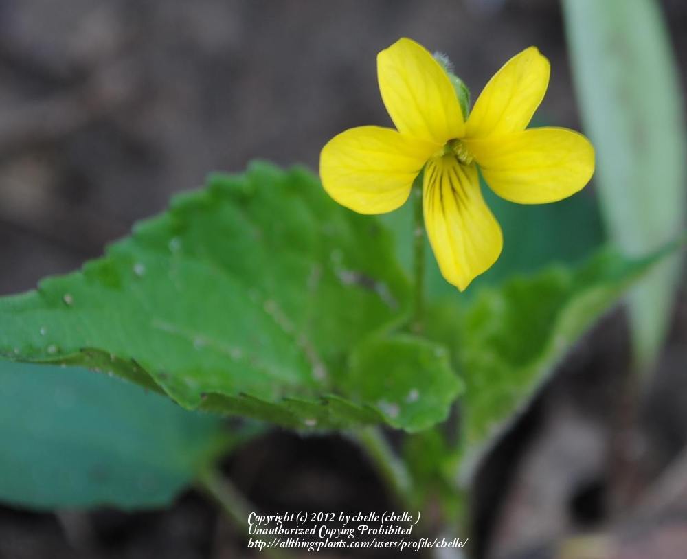Downy yellow violet (Viola pubescens) in the Violas Database - Garden.org