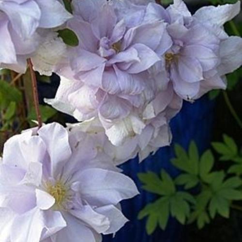 Clematis 'Louise Rowe' in the Clematis Database - Garden.org