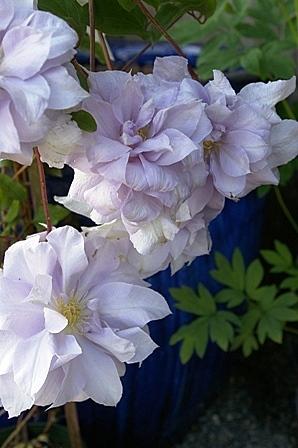 Clematis 'Louise Rowe' in the Clematis Database - Garden.org