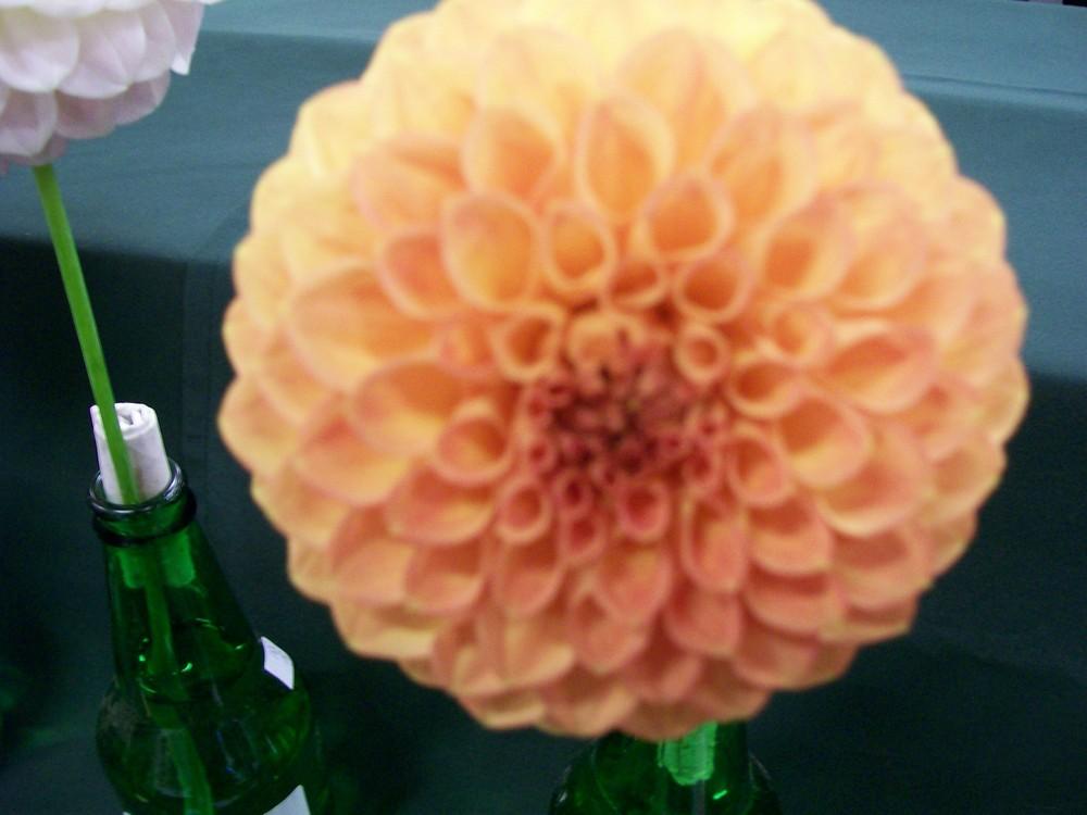 Dahlia 'Formby Crest' in the Dahlias Database - Garden.org