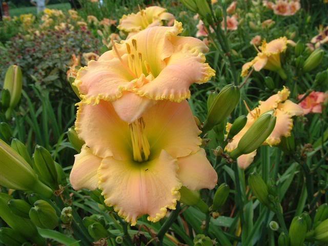 Daylily (Hemerocallis 'Fragrant Bouquet') in the Daylilies Database ...
