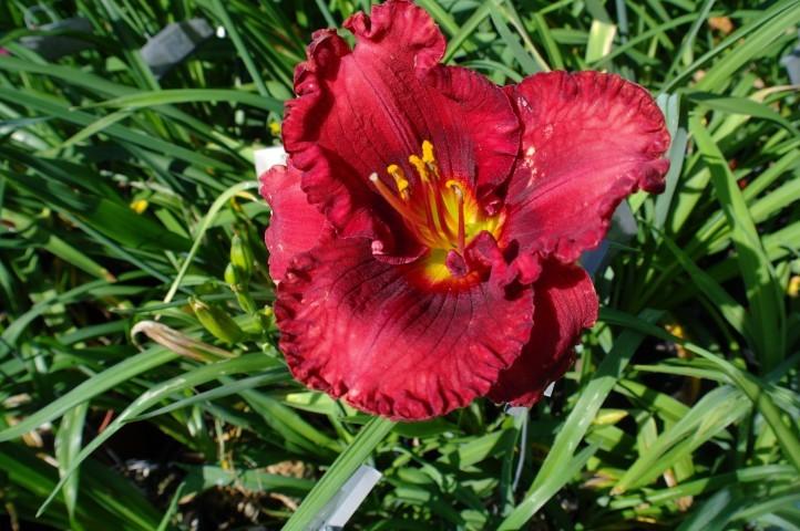 Photo of the bloom of Daylily (Hemerocallis 'Funny Valentine') posted ...