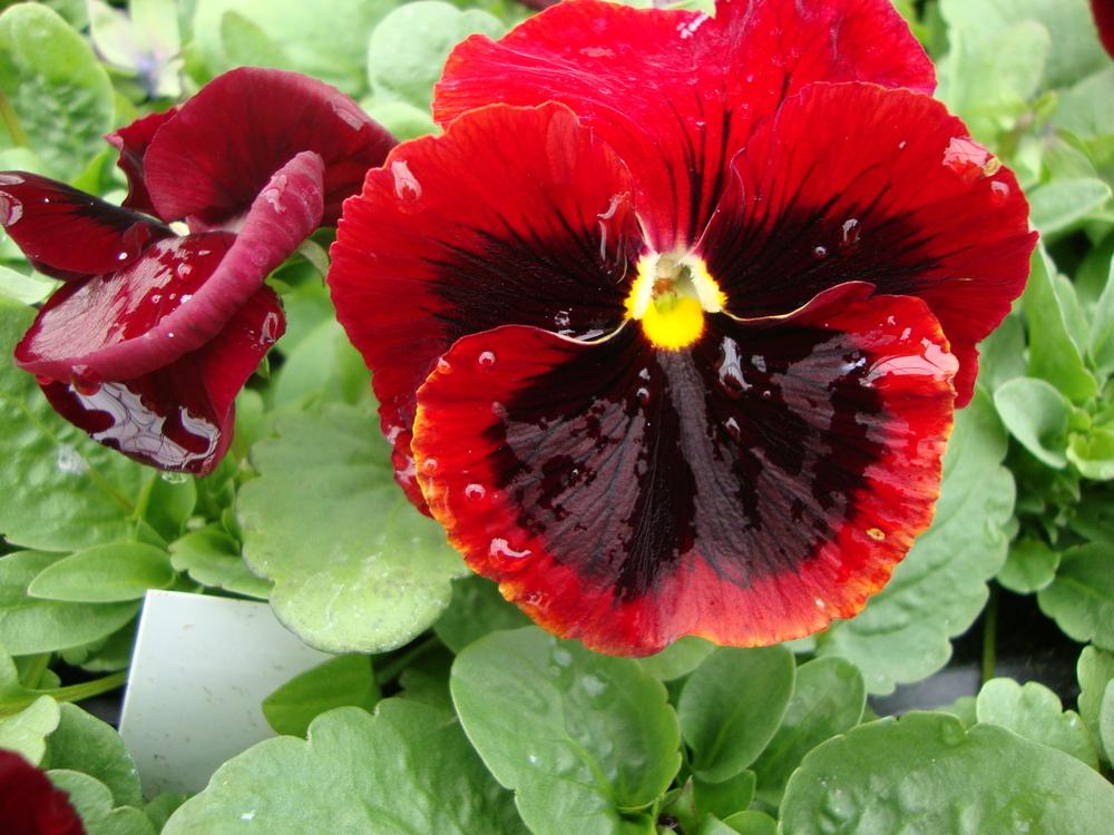 Photo of the bloom of Pansy (Viola x wittrockiana Colossus™ Red with ...