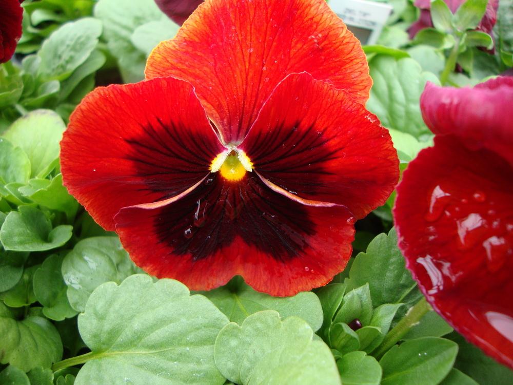 Photo of the bloom of Pansy (Viola x wittrockiana Colossus™ Red with ...