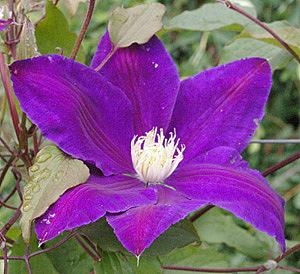 Clematis 'The Velvet' in the Clematis Database - Garden.org