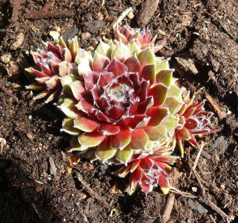 Photo of the entire plant of Hen and Chicks (Sempervivum 'Pacific ...