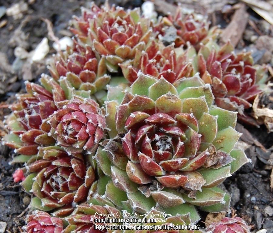 Photo of the entire plant of Hen and Chicks (Sempervivum 'Jade Rose ...