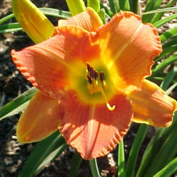 Daylily (Hemerocallis 'Bright Sunset') in the Daylilies Database ...
