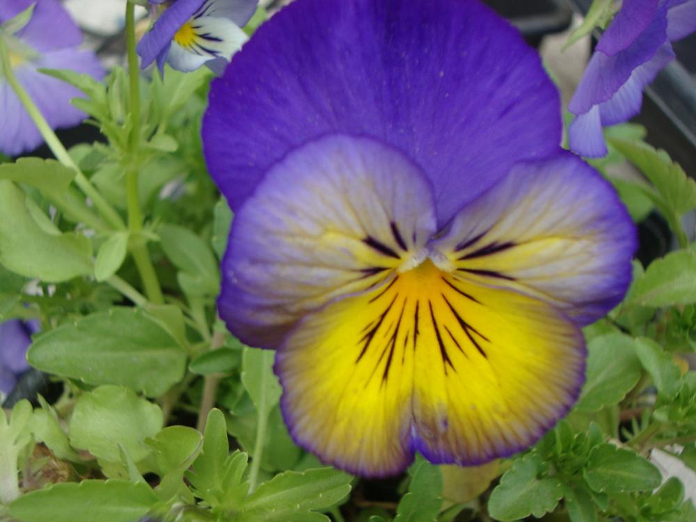 Viola (Viola cornuta Sorbet™ Blueberry Cream) in the Violas Database ...