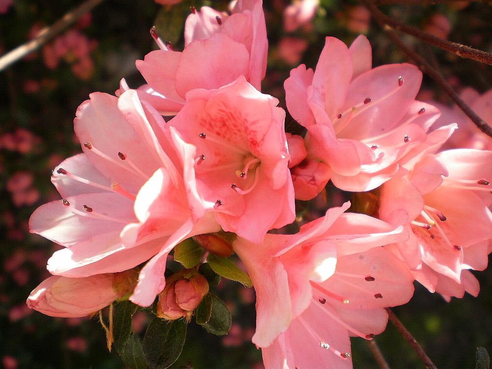Kurume Azalea (Rhododendron 'Blaauw's Pink') in the Rhododendrons ...