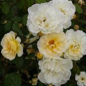 Photo of the bloom of Rose (Rosa 'Danae') posted by goldfinch4 - Garden.org