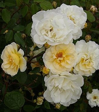 Photo of the bloom of Hybrid Musk Rose (Rosa 'Danae') posted by ...