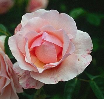 Rose (Rosa 'Lucetta') in the Roses Database - Garden.org