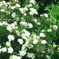 Rose (Rosa 'Kent') in the Roses Database - Garden.org