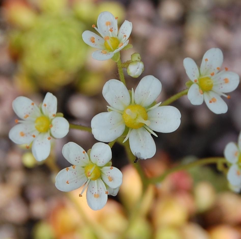Discovering Alpine and Sub-Alpine Plants - Garden.org