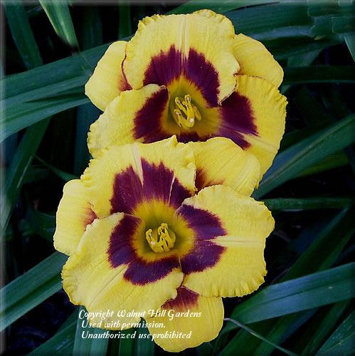 Photo of the bloom of Daylily (Hemerocallis 'Blackberry Candy') posted ...