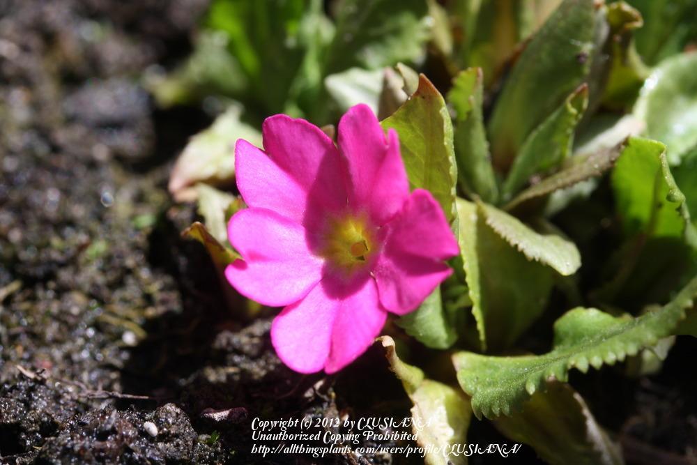 Primrose (Primula rosea 'Grandiflora') in the Primroses Database ...