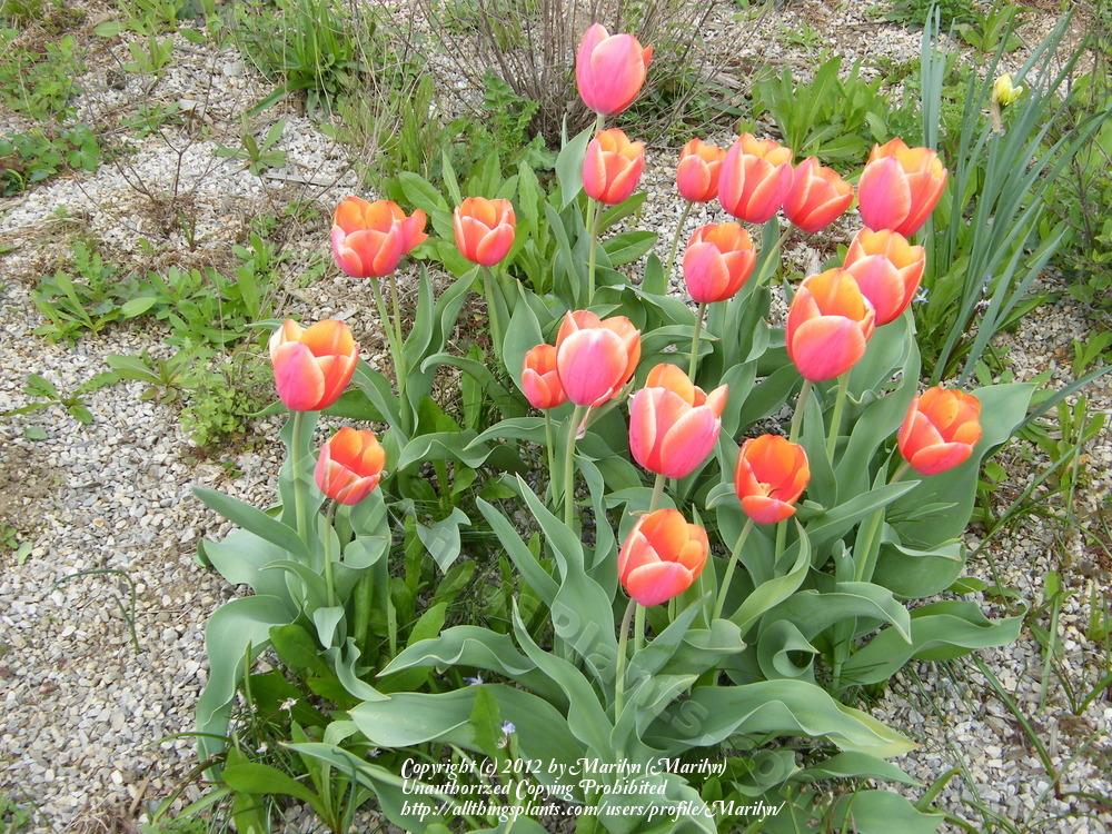 Darwin Hybrid Tulip (Tulipa 'Ad Rem') in the Tulips Database - Garden.org