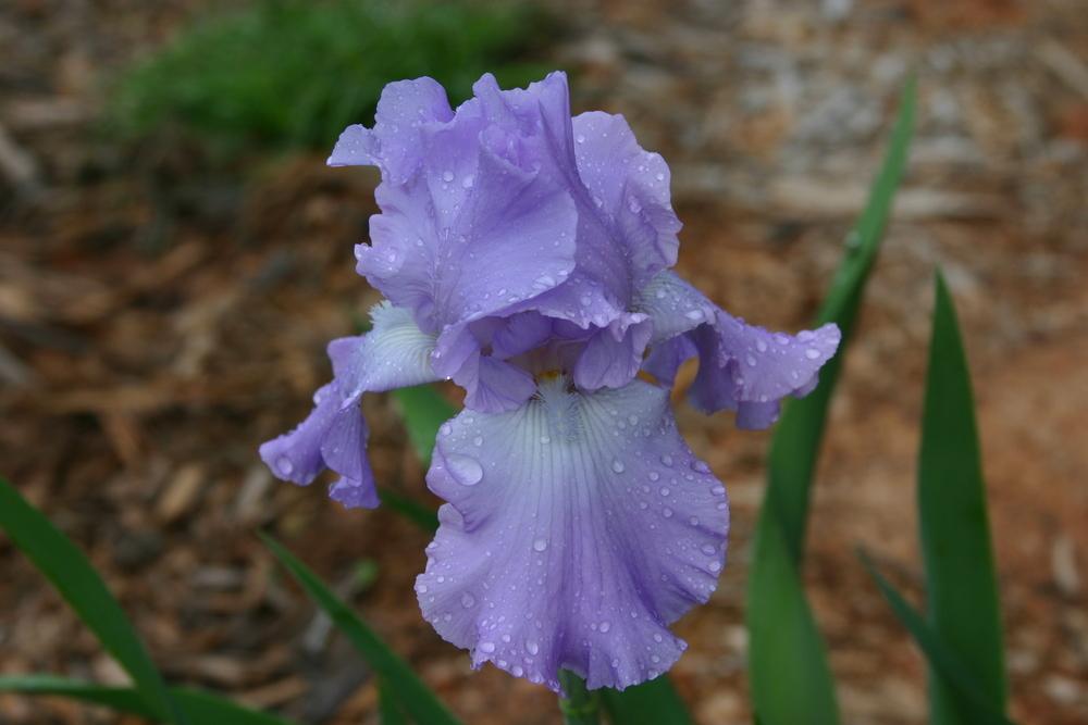 Photo of the bloom of Tall Bearded Iris (Iris 'Mary Frances') posted by ...