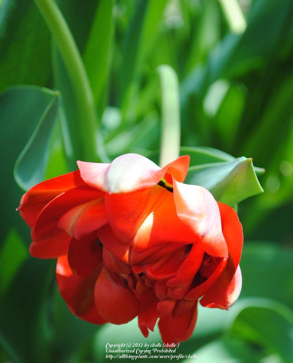 Photo of the bloom of Double Late Tulip (Tulipa 'Miranda') posted by ...