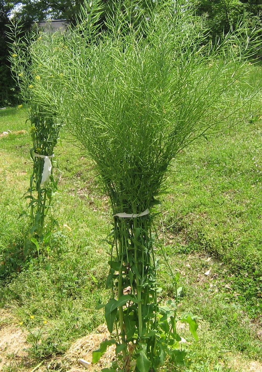 Photo of the seed pods or heads of Turnip (Brassica rapa subsp. rapa ...