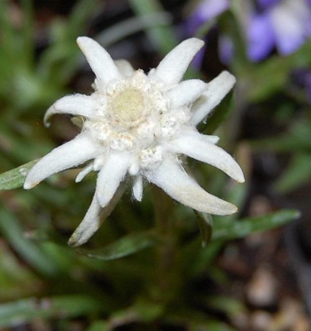 Discovering Alpine and Sub-Alpine Plants - Garden.org