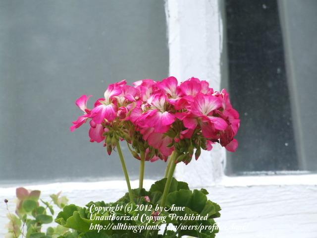 Fish Geranium (Pelargonium x hortorum 'Ringo 2000 Rose Star') in the ...