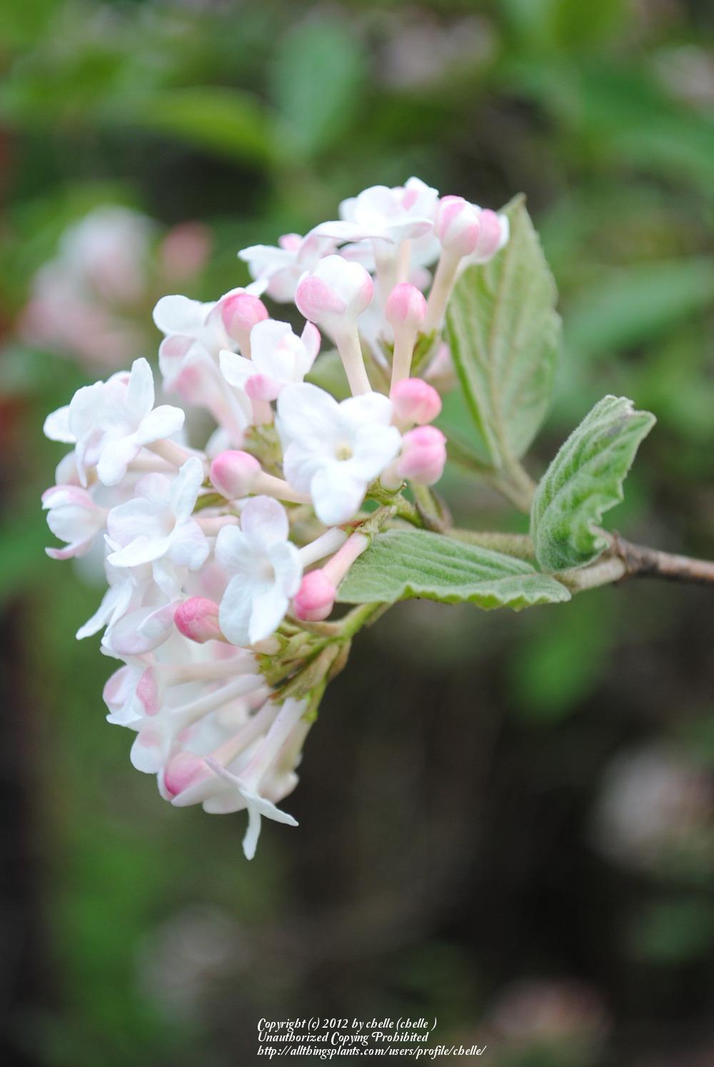 Viburnums: Plant Care and Collection of Varieties - Garden.org