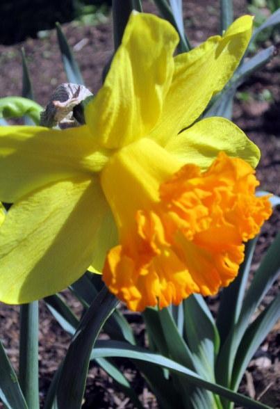 Photo of the bloom of Large-cupped Daffodil (Narcissus 'Suada') posted ...